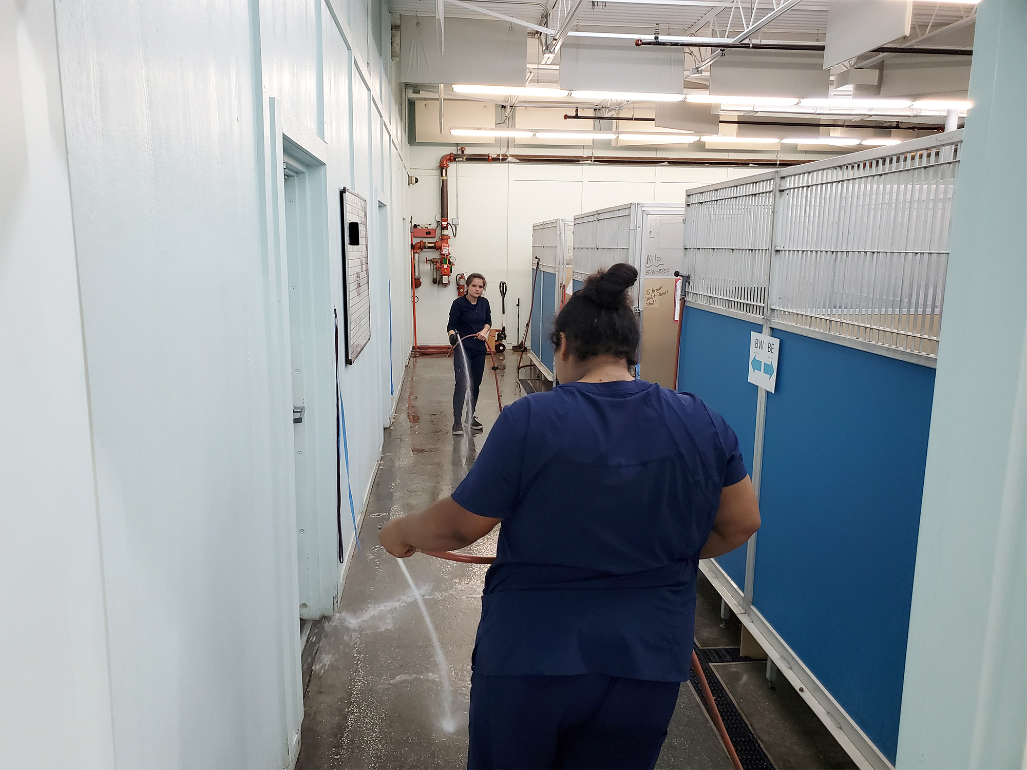 Pet Boarding - Dunedin Animal Medical Center